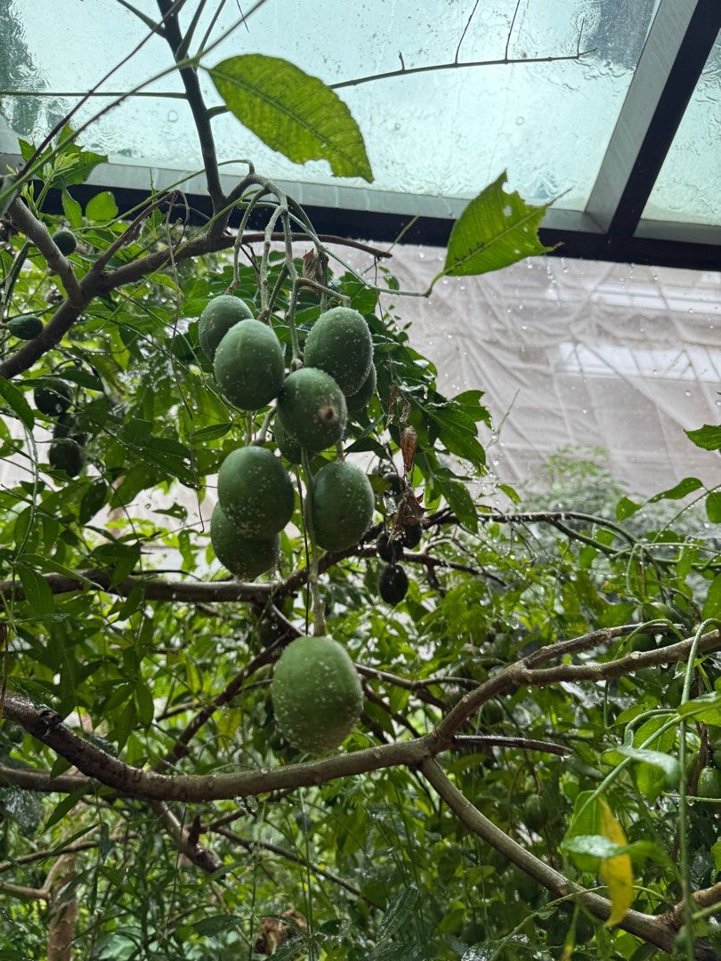Buah Long Long Fruits, Furniture & Home Living, Gardening, Plants ...
