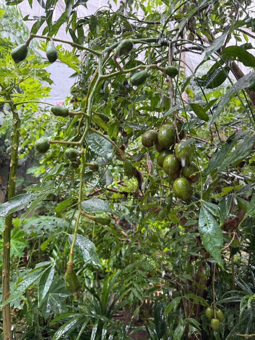 Buah Long Long Fruits, Furniture & Home Living, Gardening, Plants ...