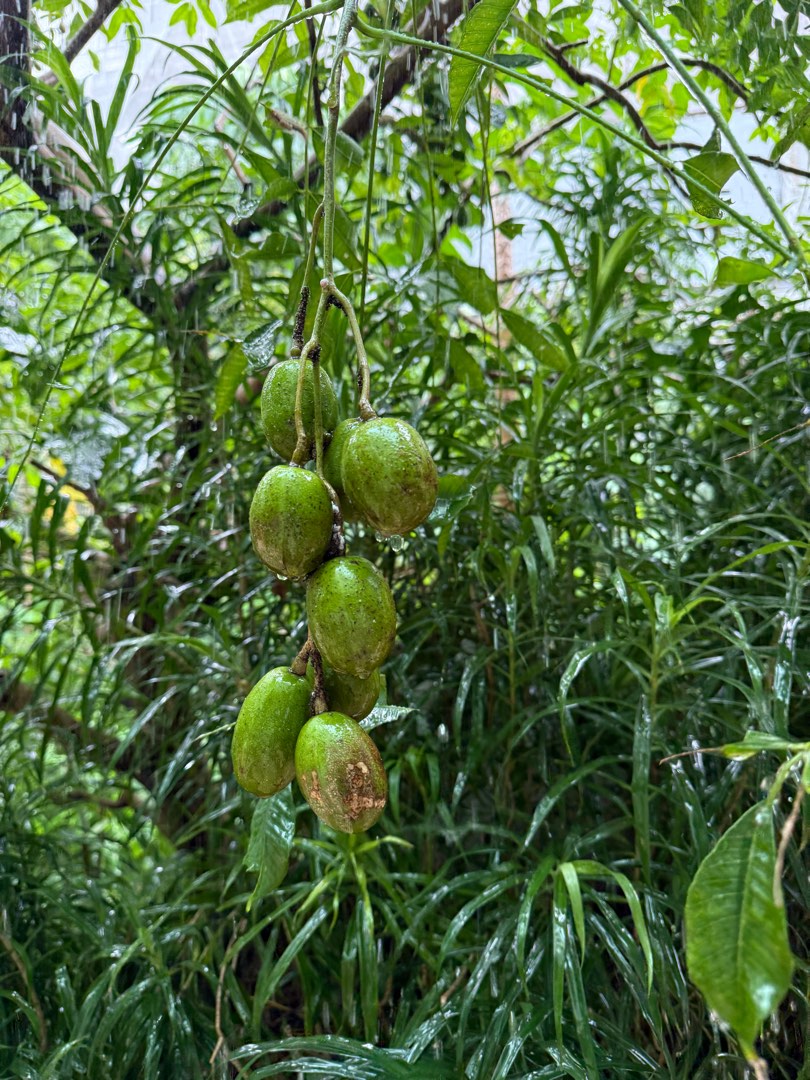 Buah Long Long Fruits, Furniture & Home Living, Gardening, Plants ...