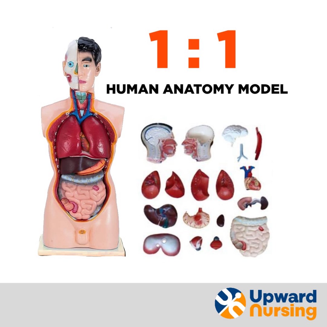 Human Body Anatomy Torso Assembly Model 1:1 Torso Model Of Human ...