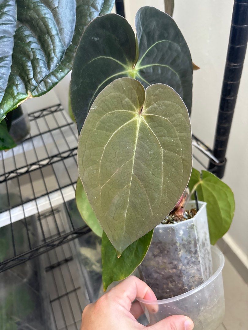 Anthurium Carla x Bvep, Furniture & Home Living, Gardening, Plants ...