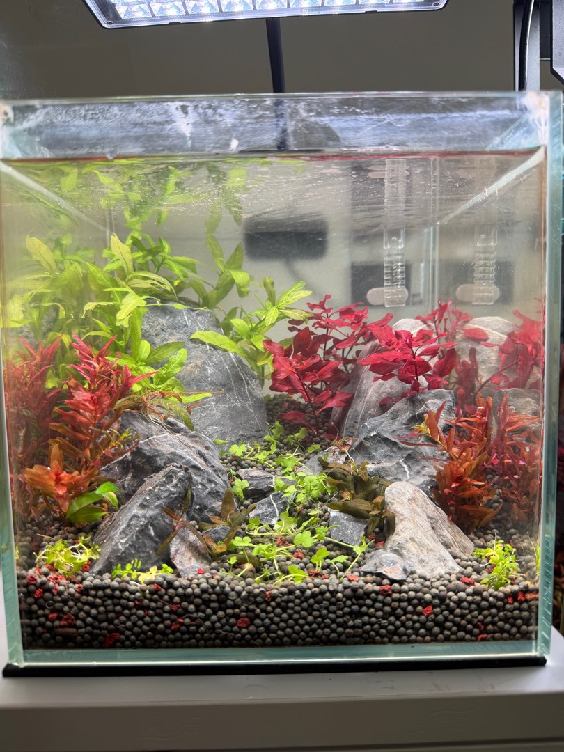 INSTANT Lush Nano Planted Tank Full Set (20cm Cube) - New Light/Filter ...