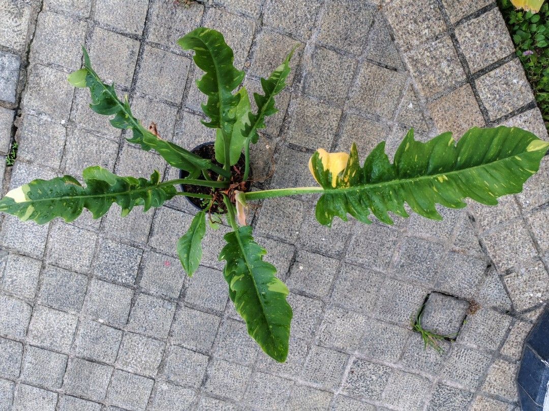 Philodendron ring of fire (A), Furniture & Home Living, Gardening ...