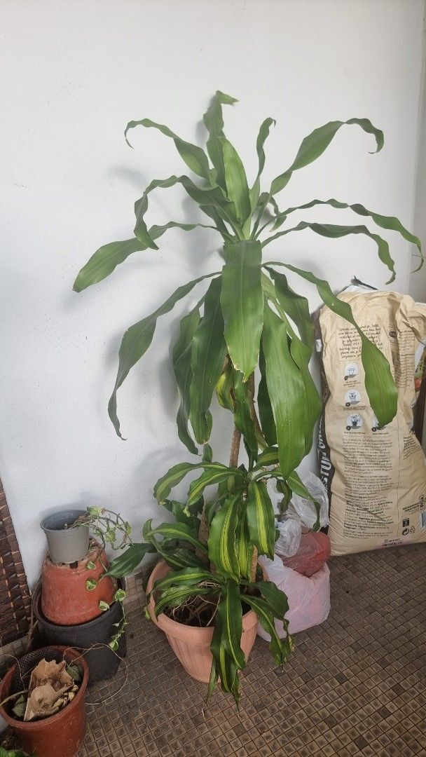 Dracaena Frangans (Corn Plant), Furniture & Home Living, Gardening ...