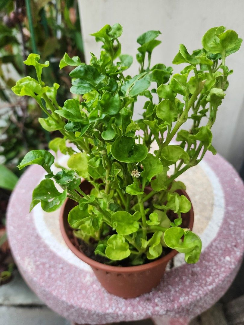 Edible nutritious brazilian spinach, Furniture & Home Living, Gardening ...