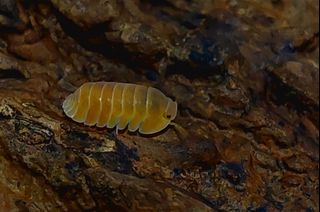 (10 for $10) Panda King Isopods | Cubaris sp. 'Panda King', Pet ...