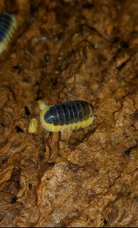 (10 for $10) Panda King Isopods | Cubaris sp. 'Panda King', Pet ...