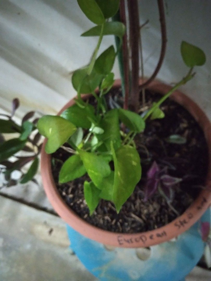 Pothos money plant, Furniture & Home Living, Gardening, Plants & Seeds ...