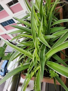 Spider plant pup, Furniture & Home Living, Gardening, Plants & Seeds on ...