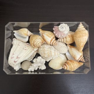 Bundle Big Seashells (3 + 1 foc), Furniture & Home Living, Home Decor ...