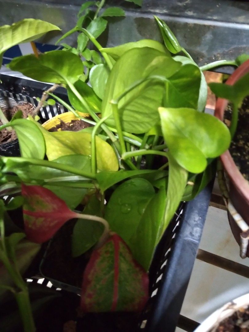Pothos money plant, Furniture & Home Living, Gardening, Plants & Seeds ...