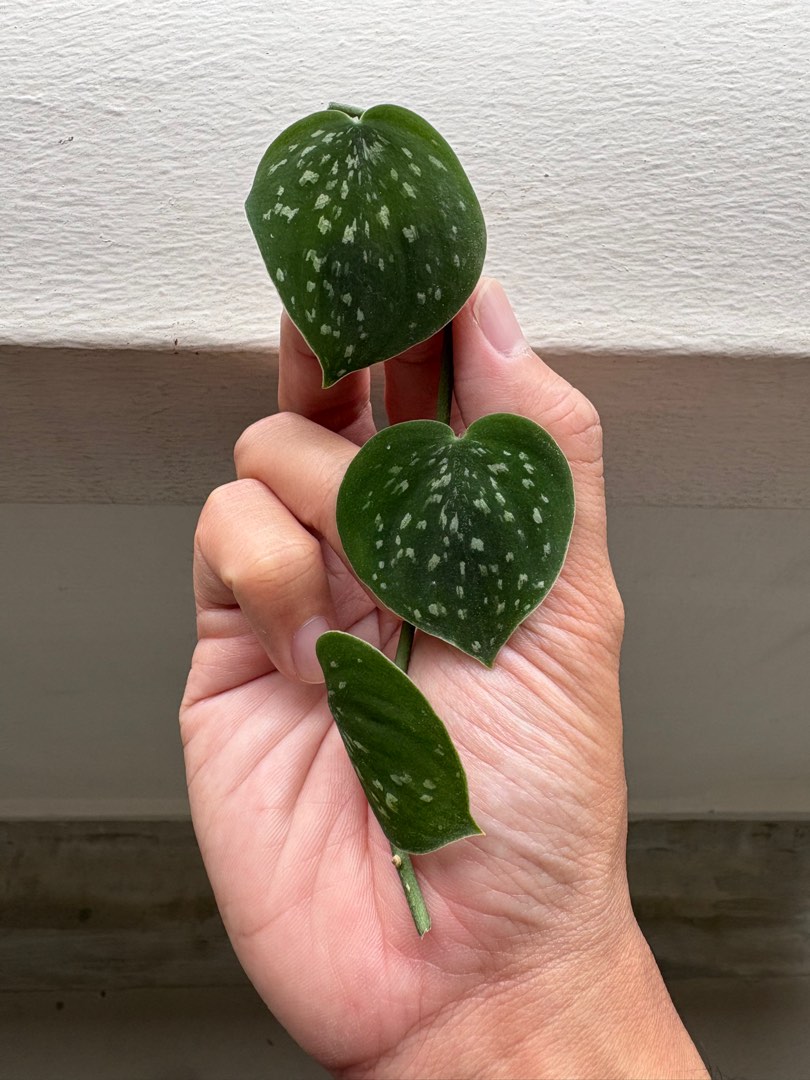 Scindapsus Snake Scale (Cutting), Furniture & Home Living, Gardening ...