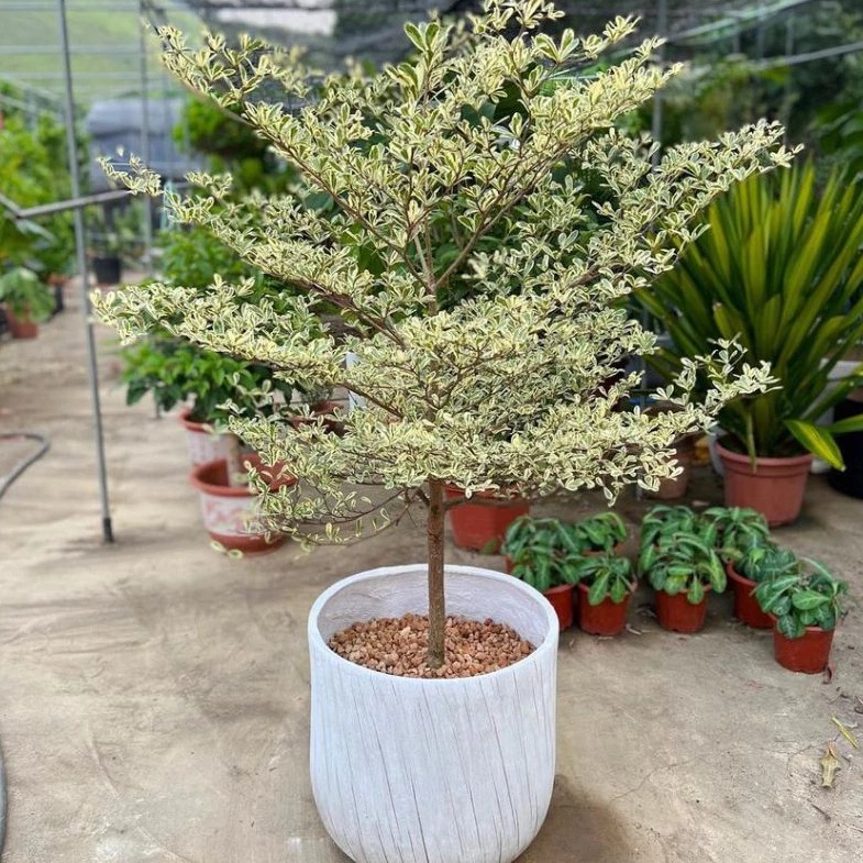 Terminalia Mantaly Variegated, Madagascar Almond, Umbrella Tree ...