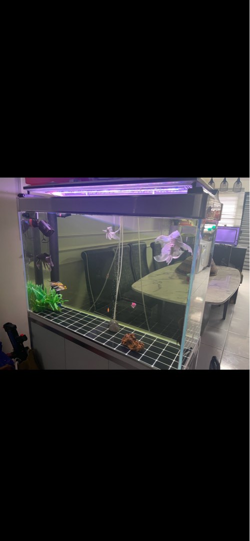 Akuarium full set kington, Pet Supplies, Homes & Other Pet Accessories ...