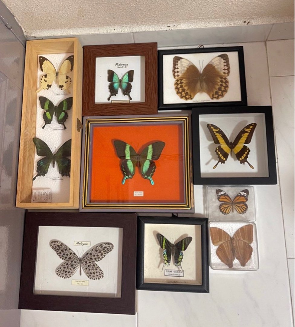Real Butterfly taxidermy frame insect wall decor specimen collection ...