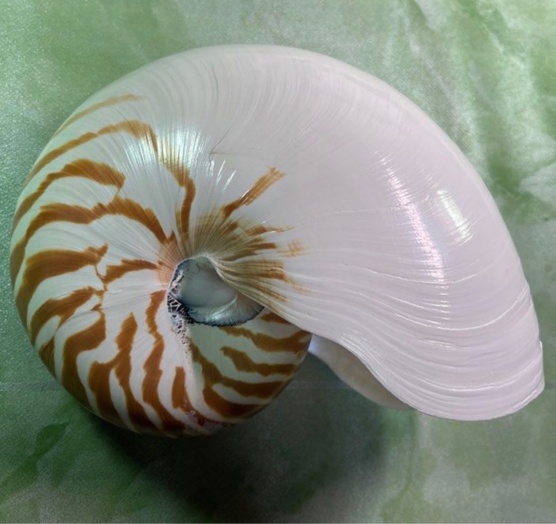Real Large Chambered nautilus seashell sea shell tags: taxidermy specimen, Hobbies & Toys ...