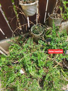 Ubi/rhizome pokok bunga wangi gandasuli kuning, Furniture & Home Living ...