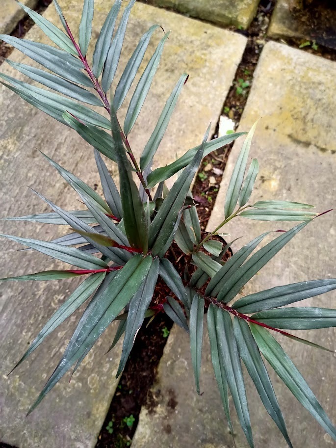 Alpinia Luteocarpa, Red Bamboo Ginger, Furniture & Home Living ...