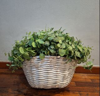 IKEA Artificial plant fejka house of bamboo, Furniture & Home Living ...