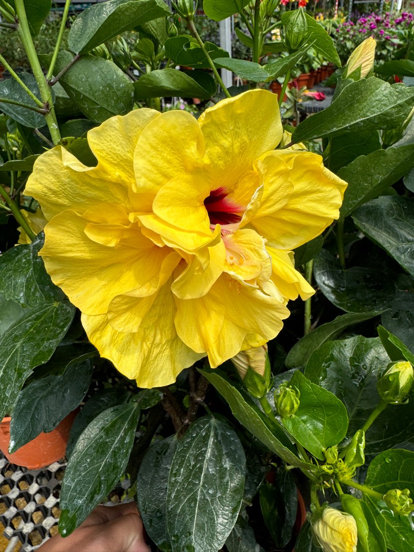 Hibiscus multiple petal layer big yellow flower 1 pot free fertiliser ...