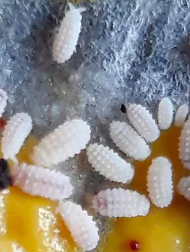 Albino white gummy springtails, Pet Supplies, Pet Food on Carousell