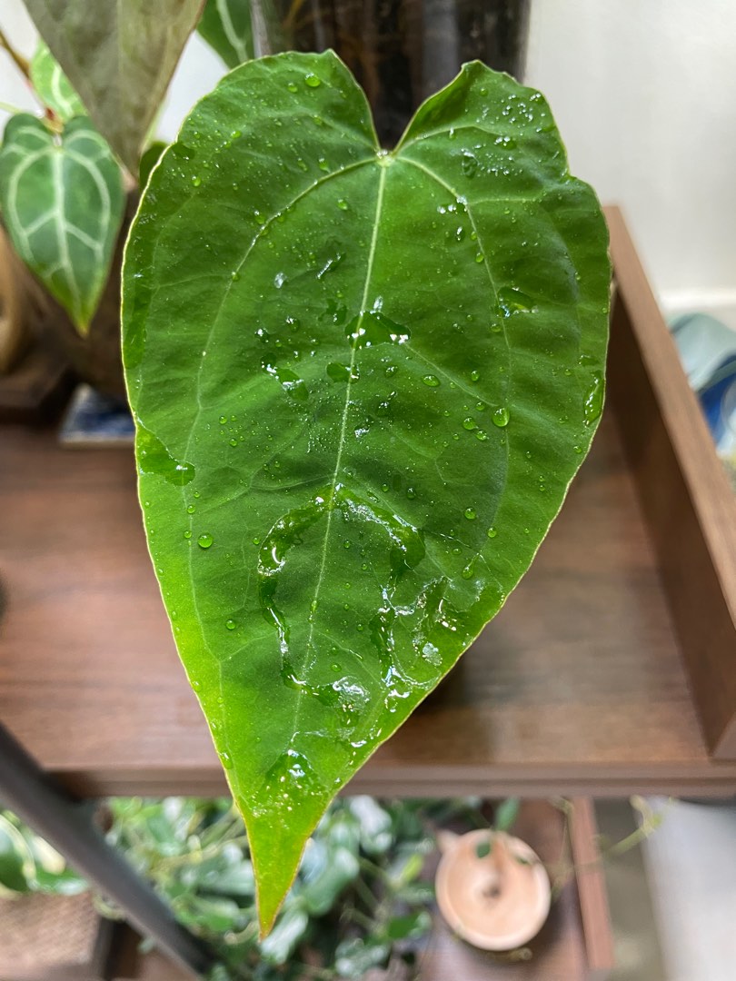 Anthurium Goliath x Forgetii, Furniture & Home Living, Gardening ...