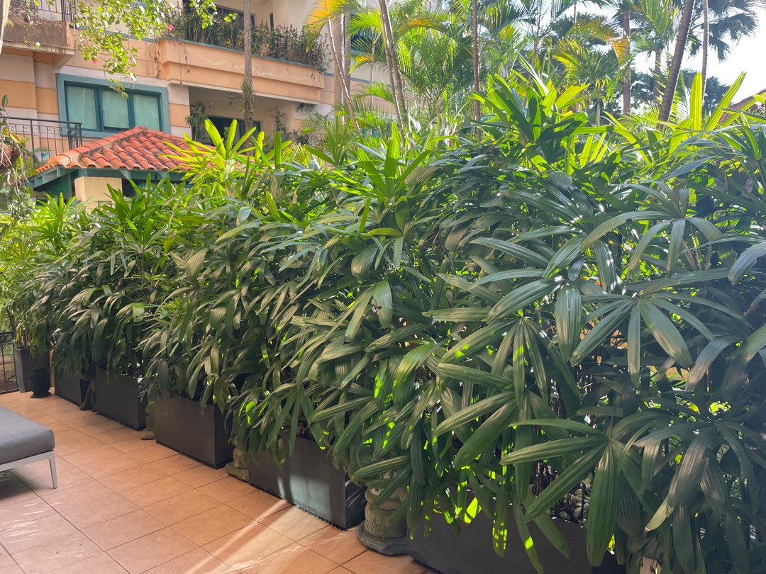Rhapis Palms -very healthy, great privacy, Furniture & Home Living ...