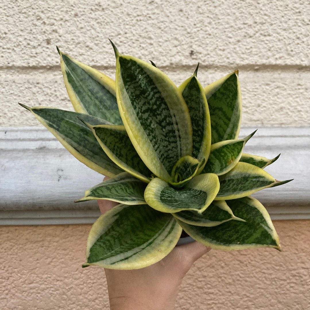 Future Superba Sansevieria Snake Plant FOR SALE, Furniture & Home ...