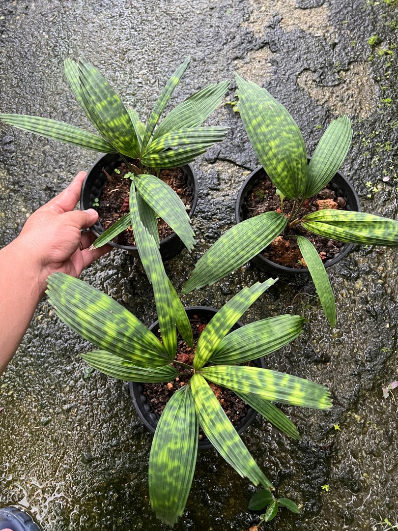 Licuala Mapu, Furniture & Home Living, Gardening, Plants & Seeds on Carousell