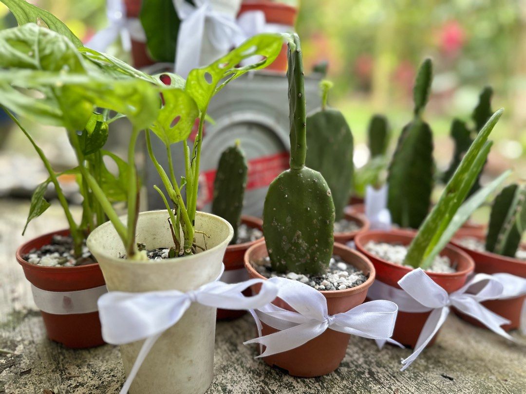 Pokok hidup/Small cute size plant cactus/table deco/wedding goodies ...