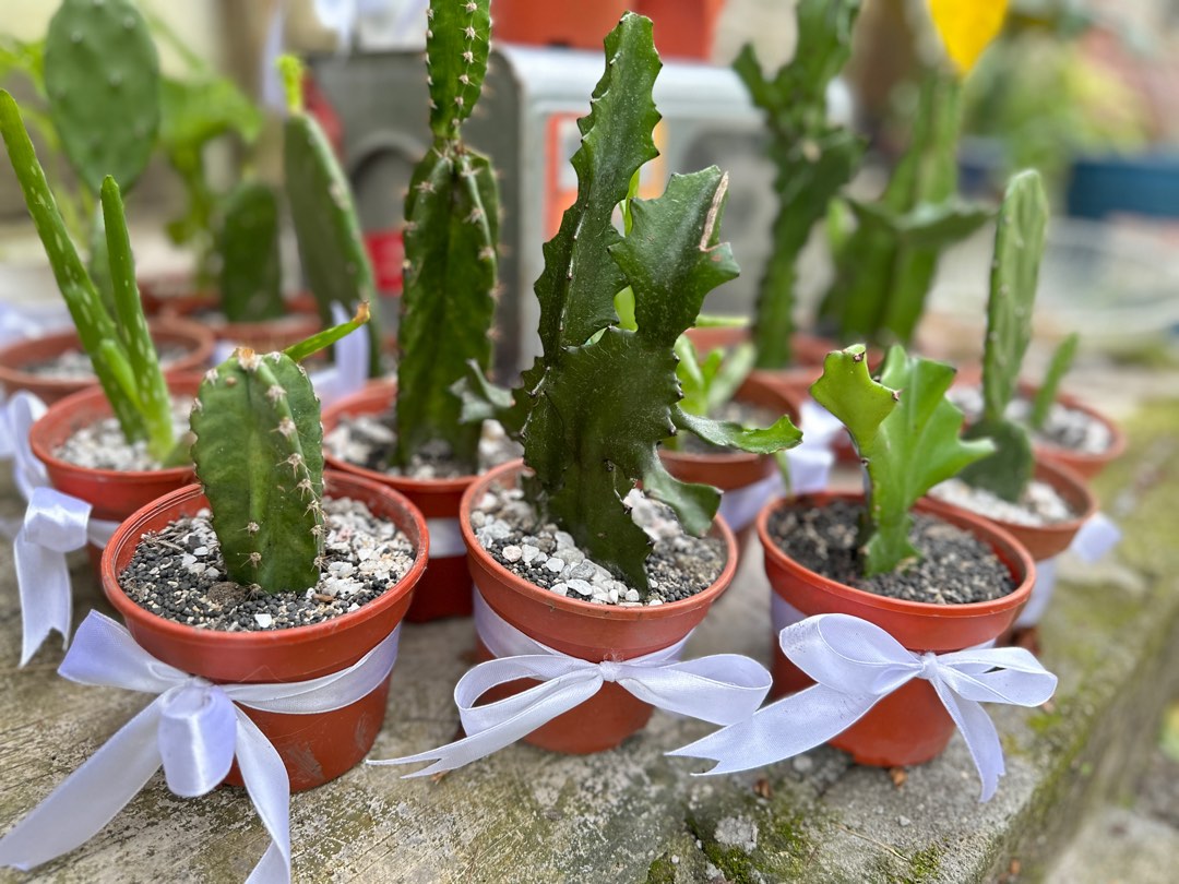Pokok hidup/Small cute size plant cactus/table deco/wedding goodies ...