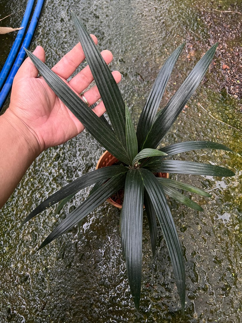 Sommieria leucophylla, Furniture & Home Living, Gardening, Plants ...