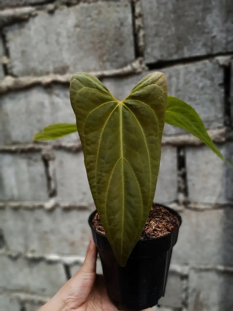 Anthurium Portillae x FortSherman, Furniture & Home Living, Gardening ...