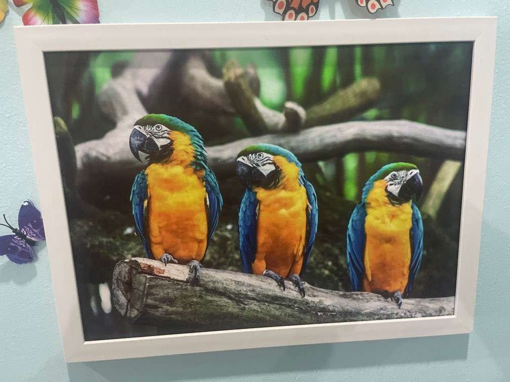 Parrots wall frame, Furniture & Home Living, Home Decor, Wall Decor on ...