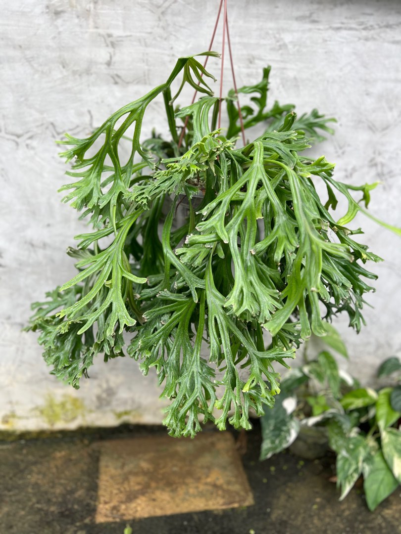 Pyrossia longifolia cristata, Furniture & Home Living, Gardening ...