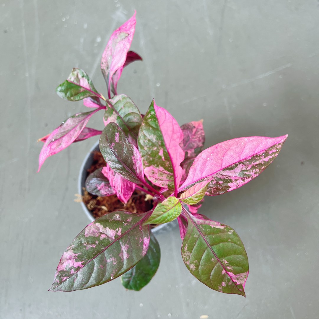 Alternanthera Red hot, Furniture & Home Living, Gardening, Plants ...