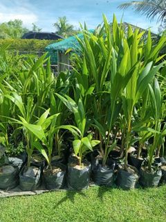 dwarf coconut seedlings - View all dwarf coconut seedlings ads in ...