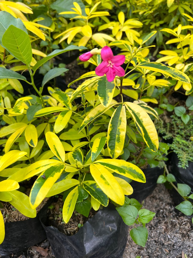 Lavinia Live Plant, Furniture & Home Living, Gardening, Plants & Seeds ...