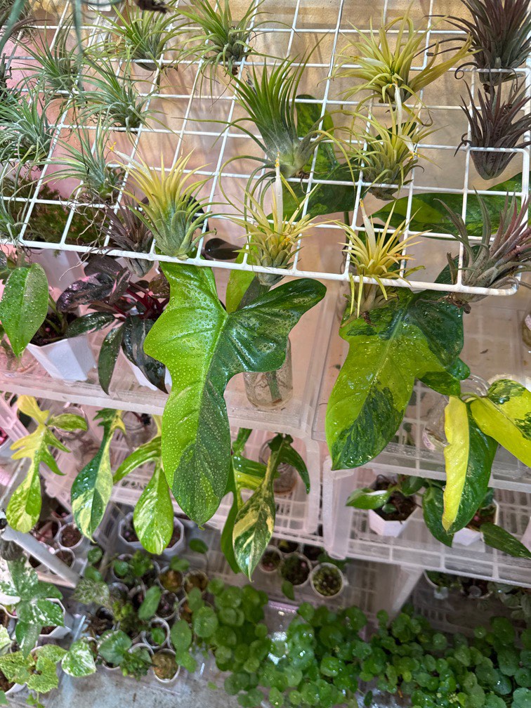 Mini Florida Beauty & Mini Philo violin Variegated, Furniture & Home ...