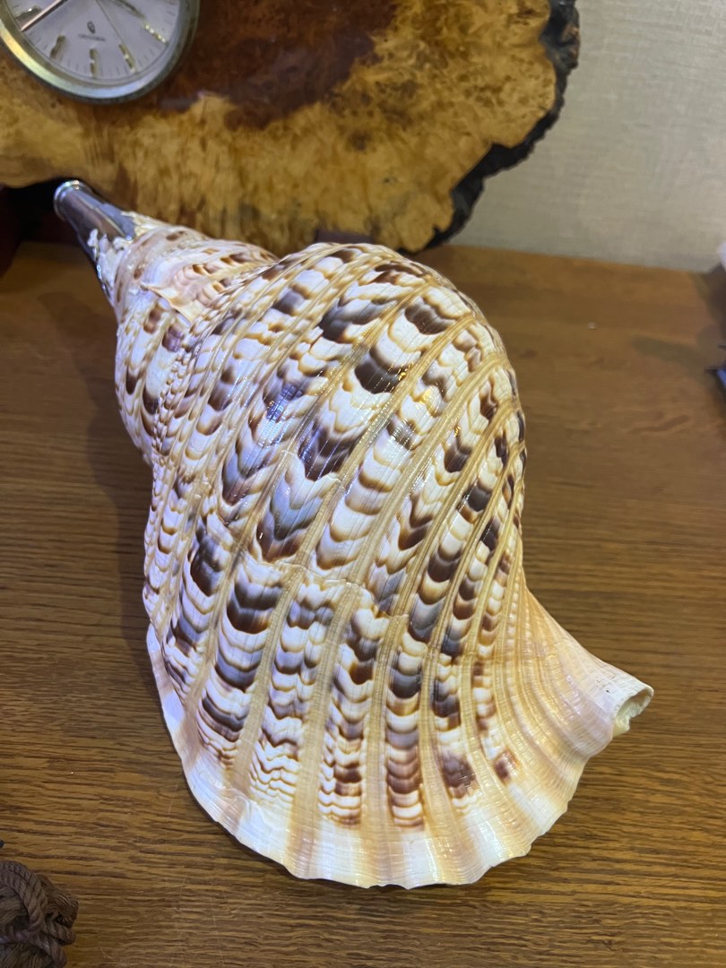 Conch Shell Trumpet Musical Instrument Rare to Find, Hobbies & Toys ...