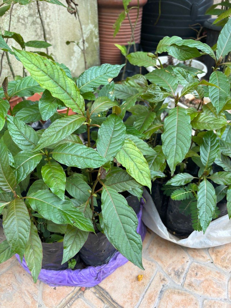Pokok Herba Daun Urat Merah, Furniture & Home Living, Gardening, Plants ...