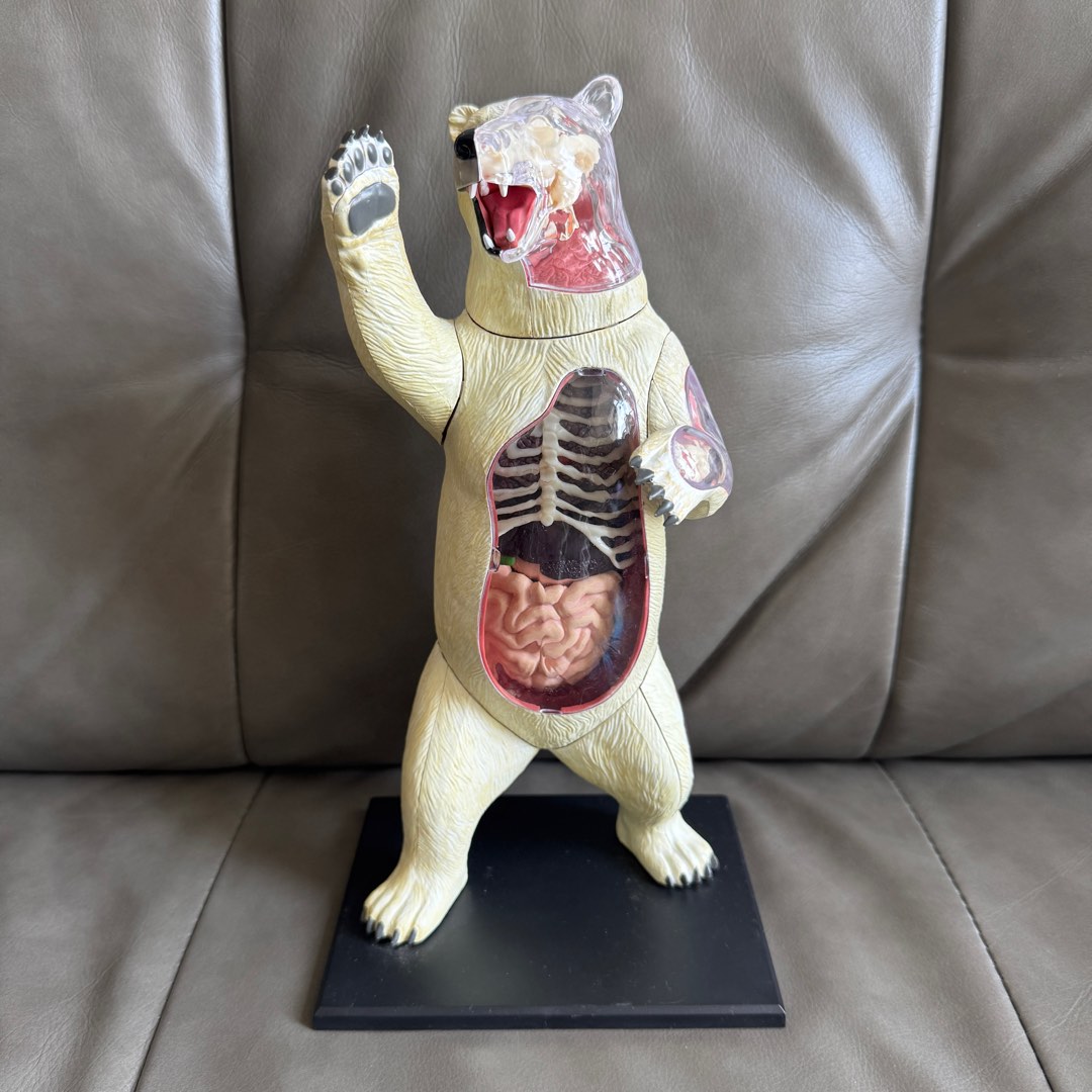 4D Vision Polar Bear Anatomy Model 北極熊, 興趣及遊戲, 玩具 & 遊戲類 - Carousell