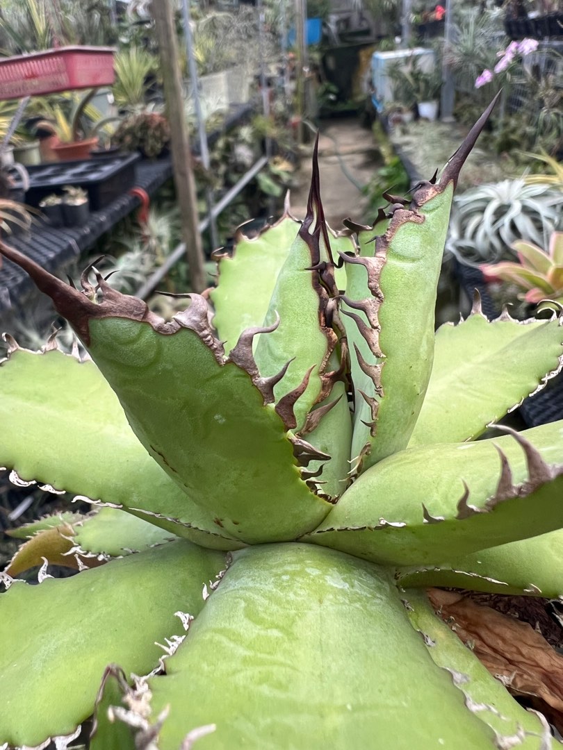 Agave titanota Filigree, Furniture & Home Living, Gardening, Plants & Seeds on Carousell