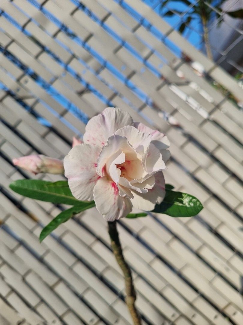 Adenium Desert Rose Multipetal Perfume Flower from Vietnam, Furniture ...