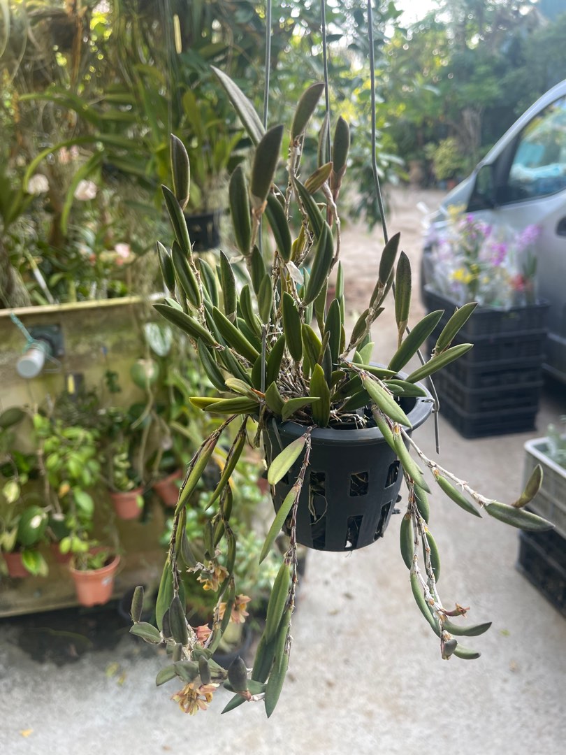 Dockrilla rigida, Furniture & Home Living, Gardening, Plants & Seeds on ...