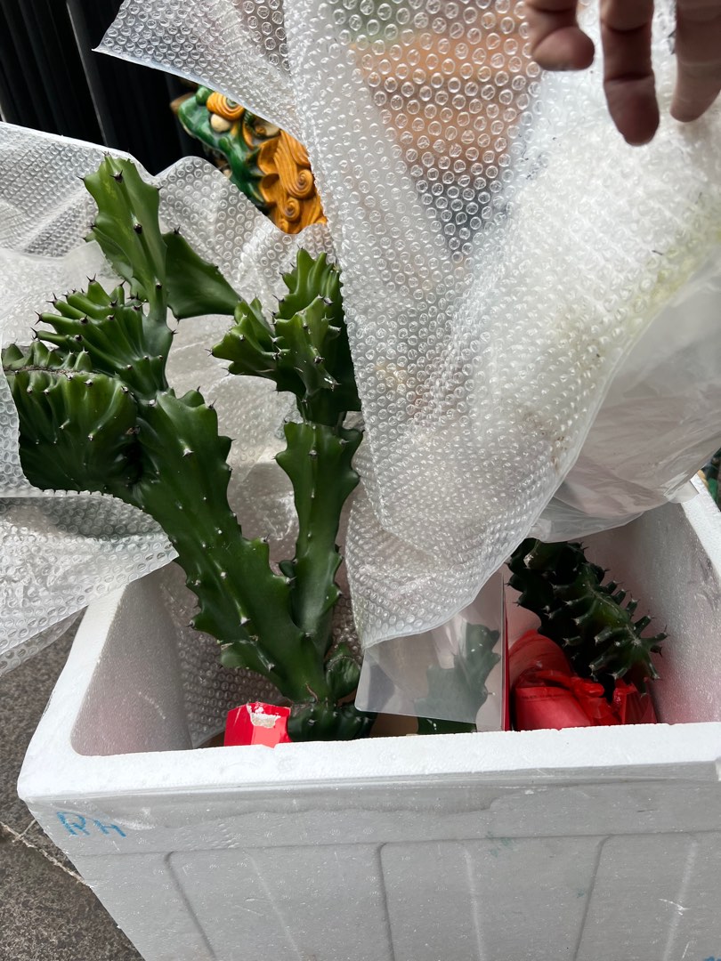 Pair Cactus Fresh Cut - FOC, Furniture & Home Living, Gardening, Plants ...