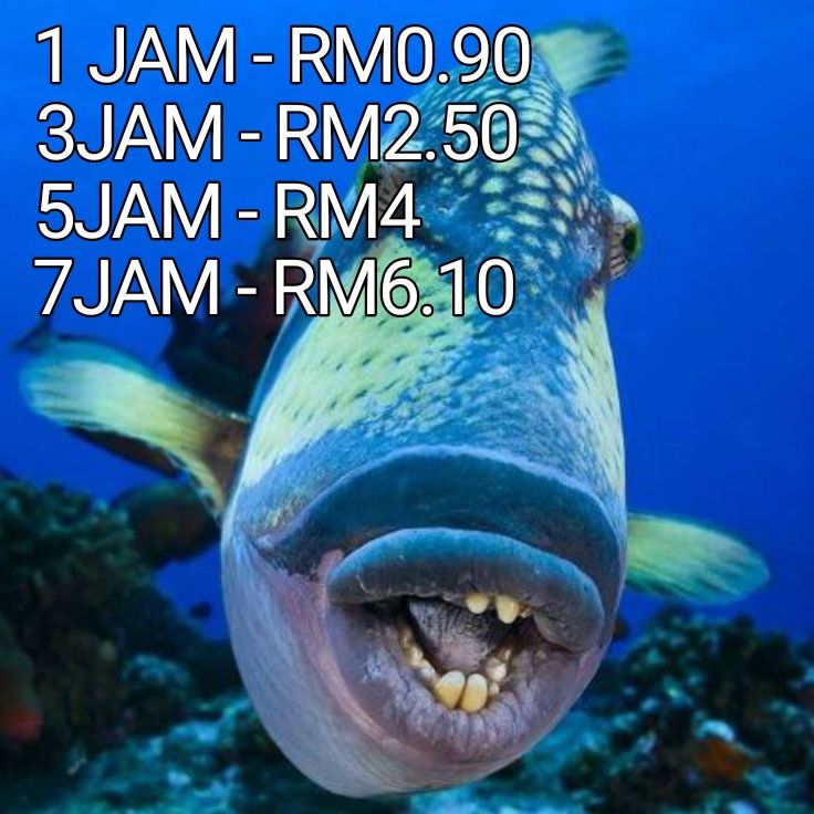 ROBLOX FISCH PRIVATE SERVER RENT!, Video Gaming, Video Games, Others on ...