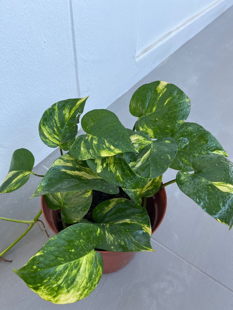 BN Golden Pothos Variegated Money Plant @ Choa Chu Kang (vine coiled in ...