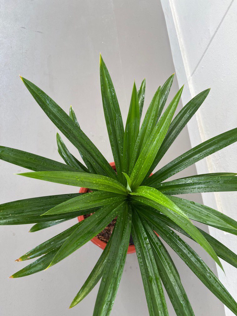 BN Healthy Pandan plant with shoot @ Choa Chu Kang, Furniture & Home ...