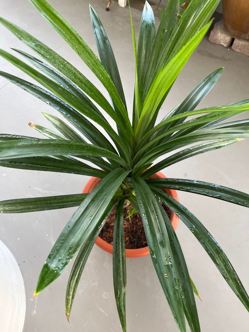 BN Pandan plant @ Choa Chu Kang, Furniture & Home Living, Gardening ...